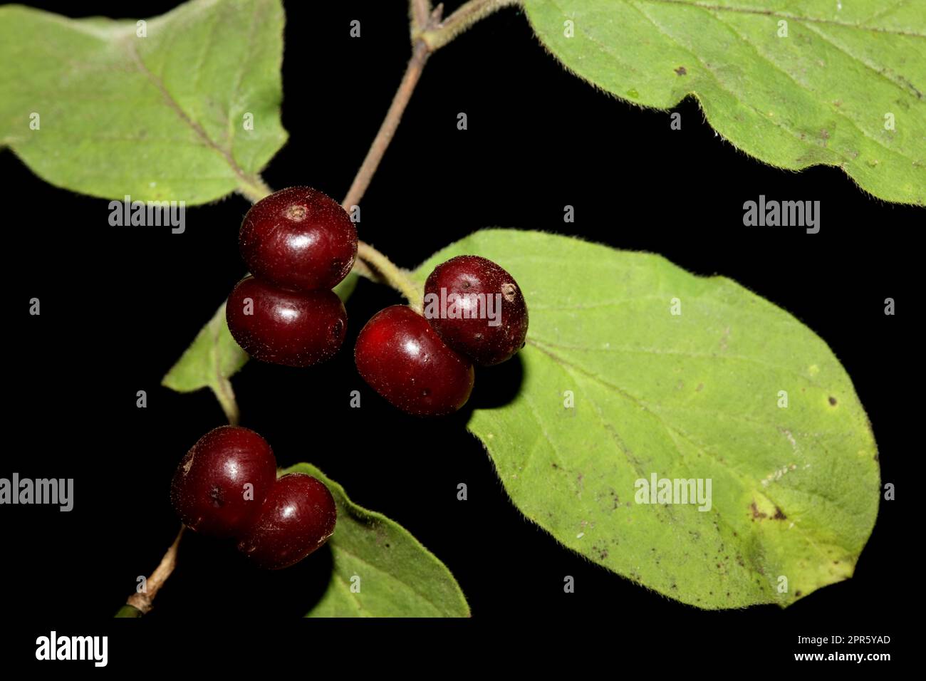 Wild red fruits close up botanical background lonicera xylosteum family ...