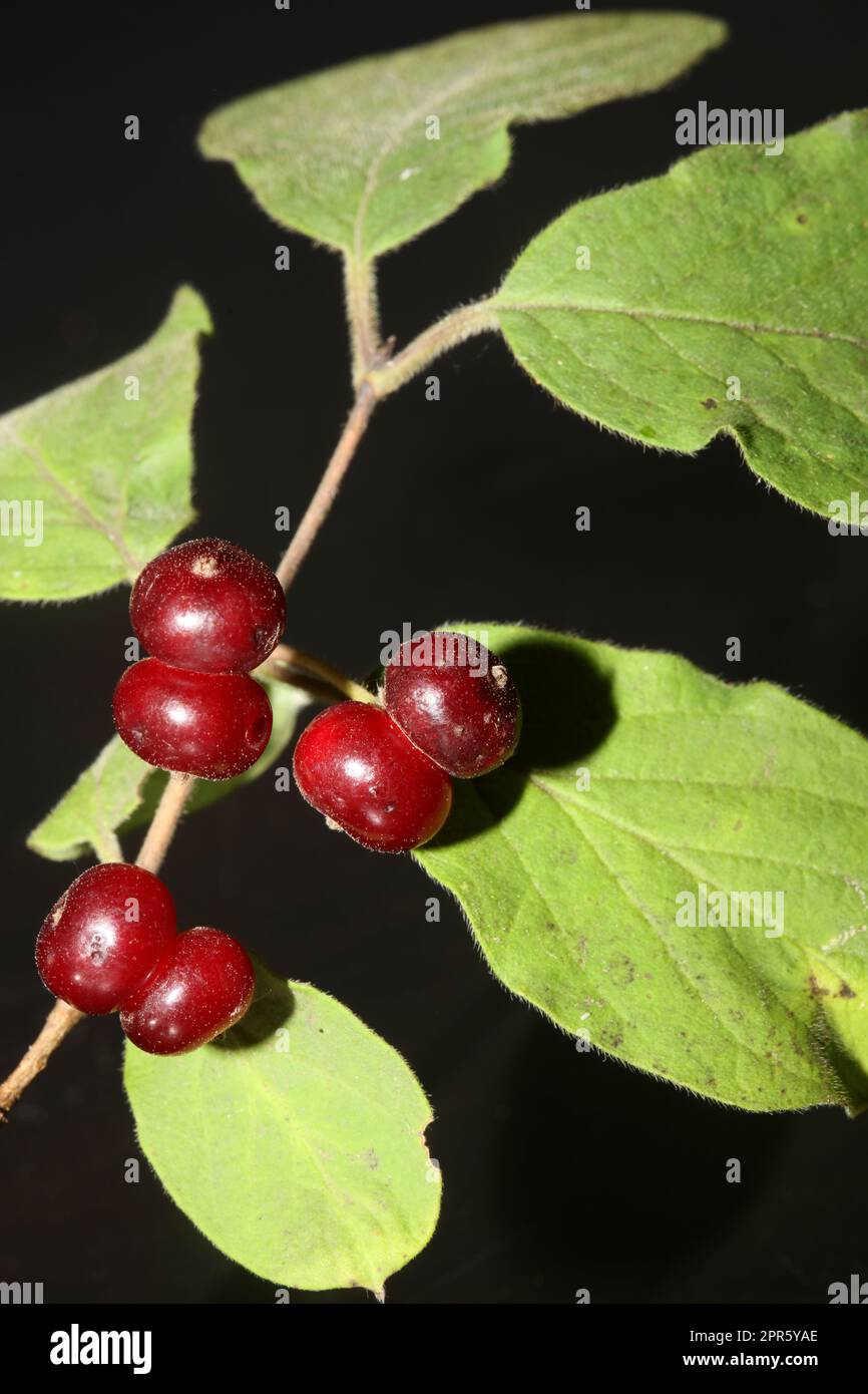 Wild red fruits close up botanical background lonicera xylosteum family ...