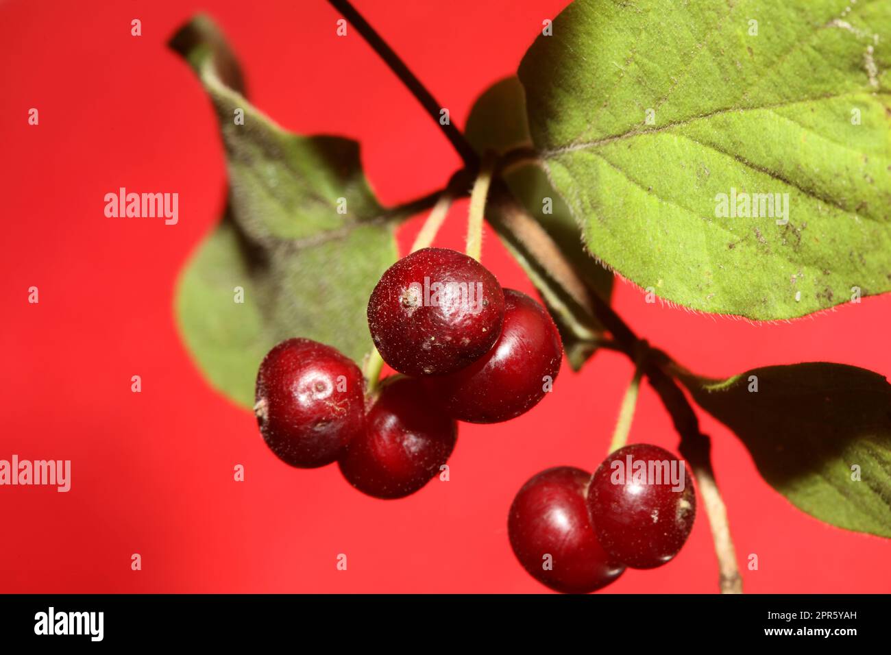 Wild red fruits close up botanical background lonicera xylosteum family ...