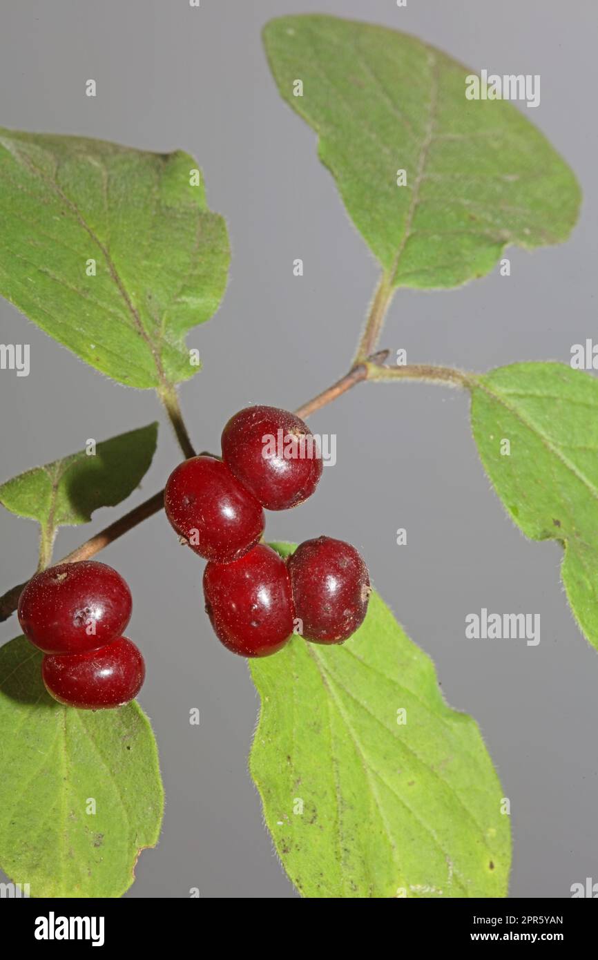 Wild red fruits close up botanical background lonicera xylosteum family ...