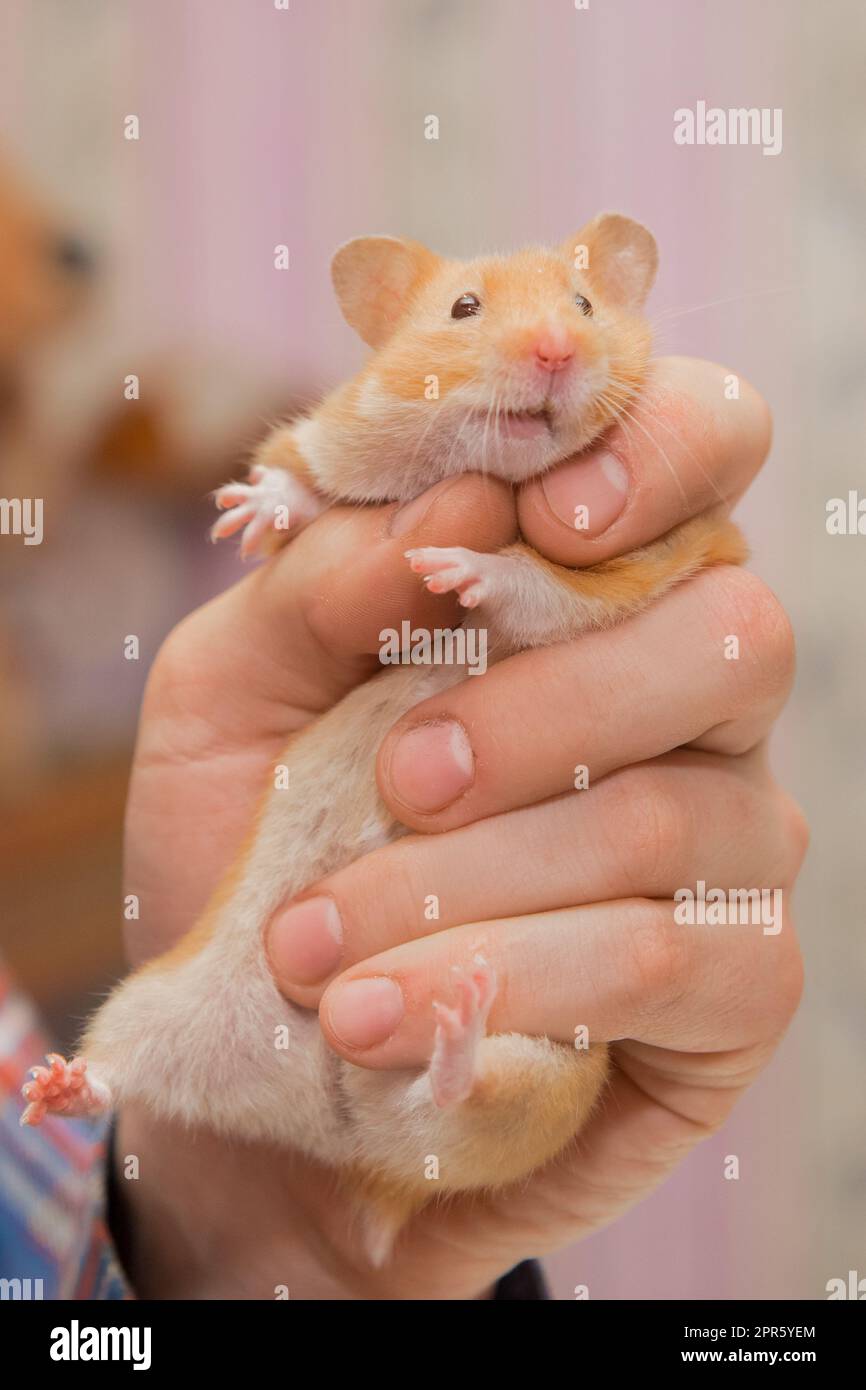 Hand holding hamster close up hi-res stock photography and images - Alamy