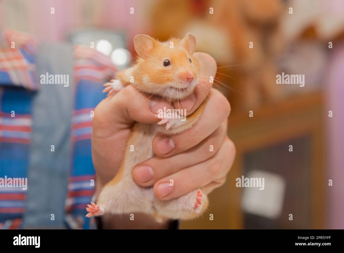 Hamster holding hi-res stock photography and images - Alamy