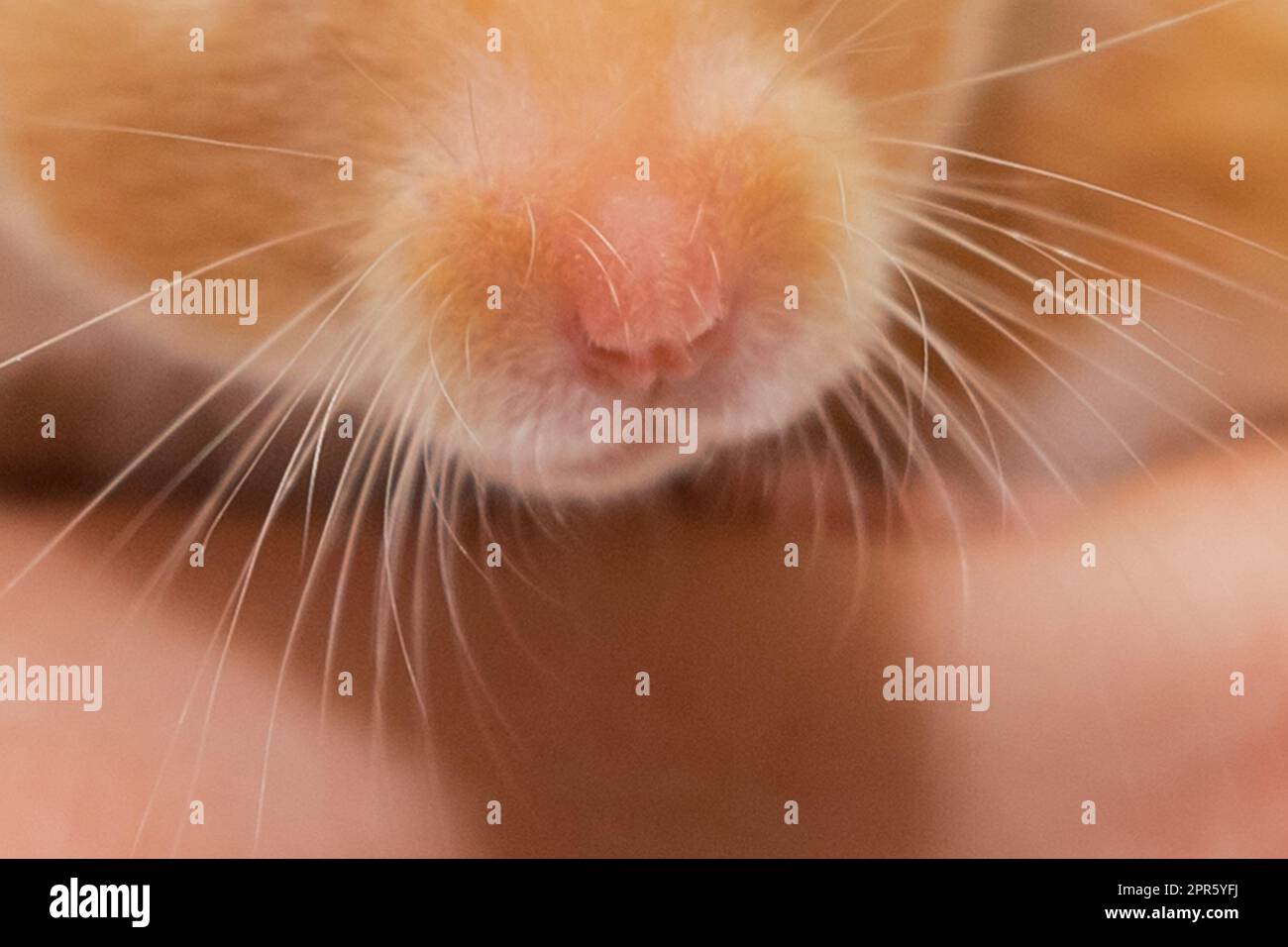 Close-up of the nose and mustache of a red hamster rodent macro Stock ...
