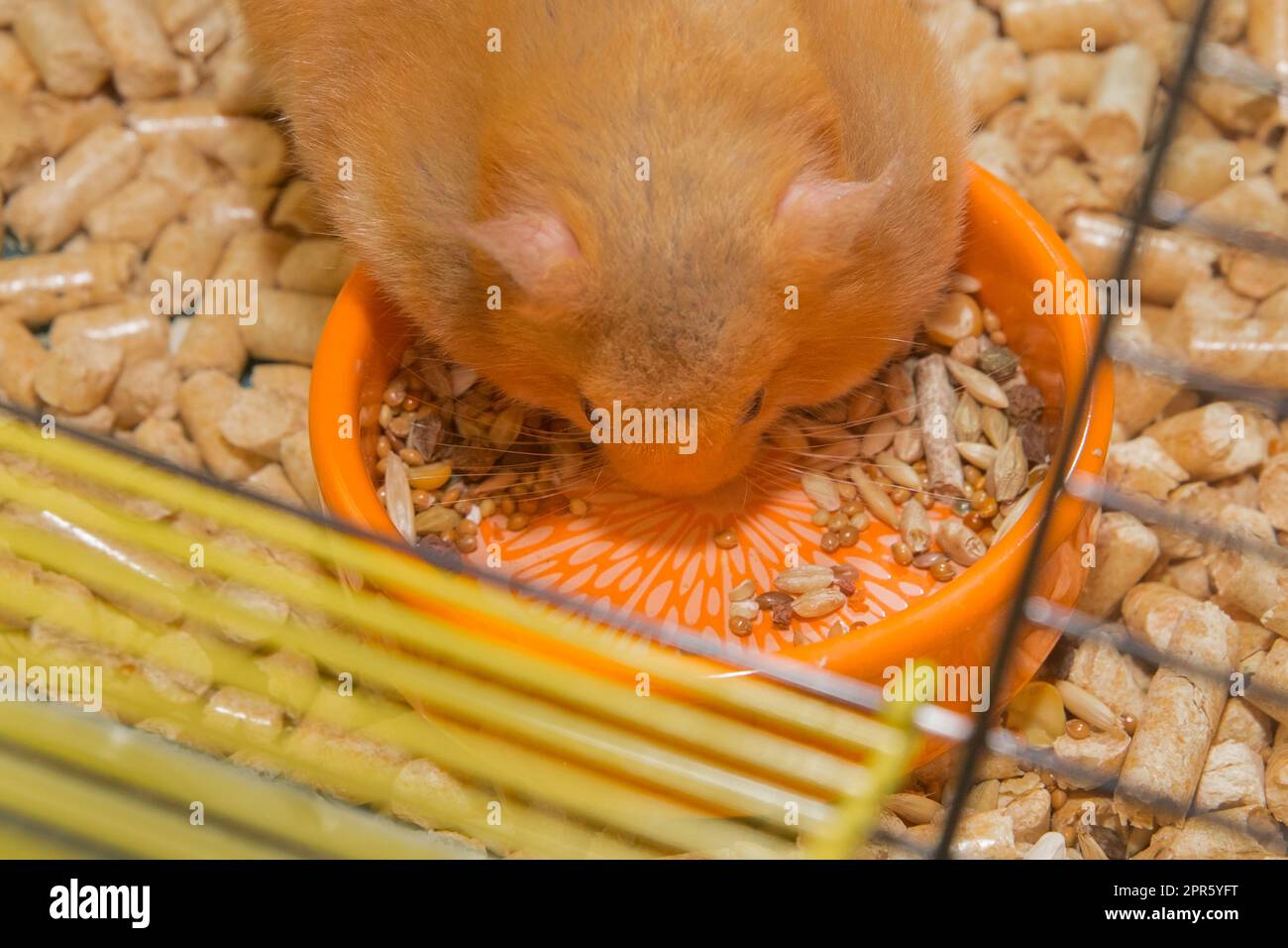 Red hamster domestic rodent close-up eating in a macro cage Stock Photo ...