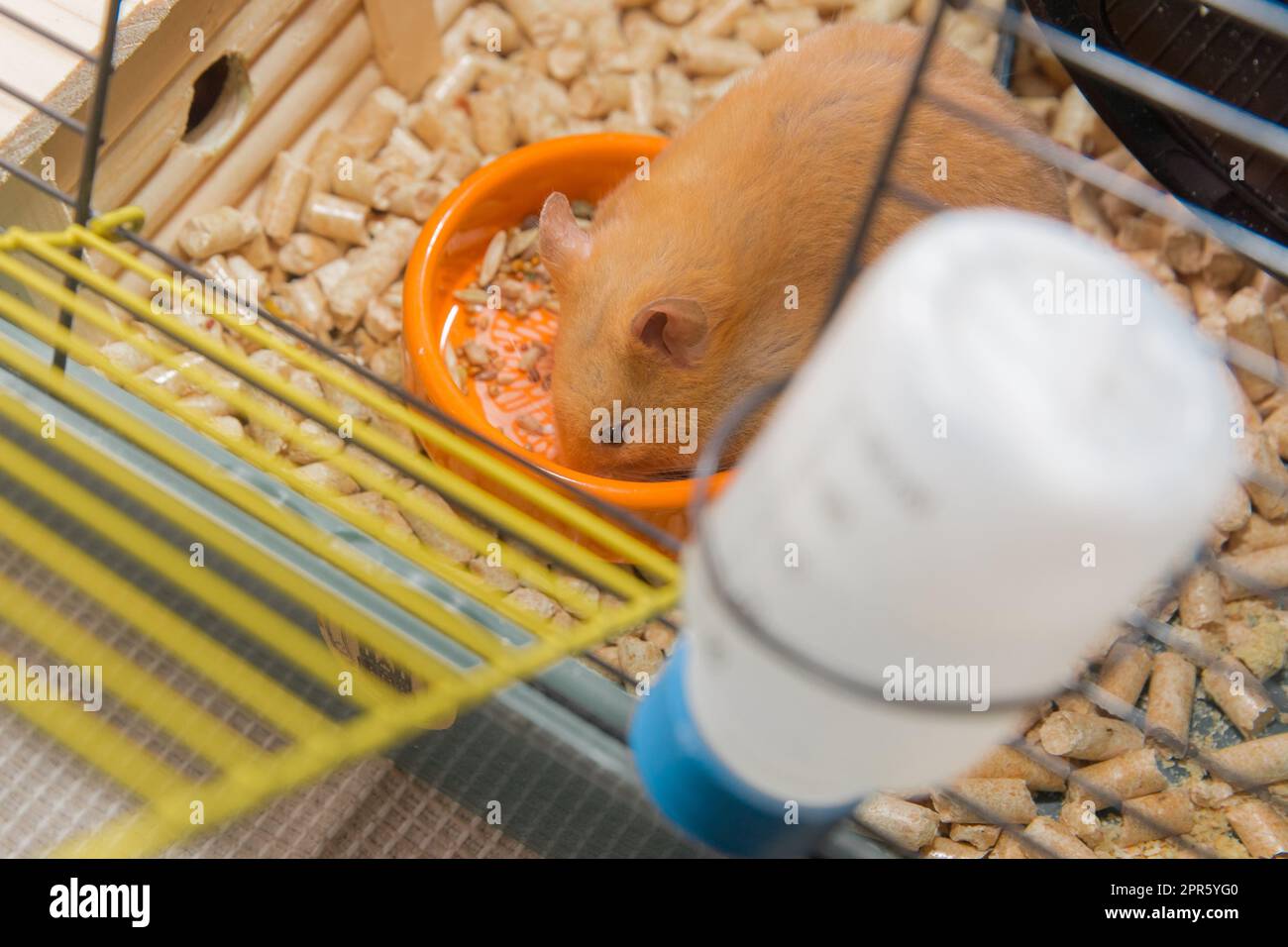 Red hamster domestic rodent close-up eating in a macro cage Stock Photo ...