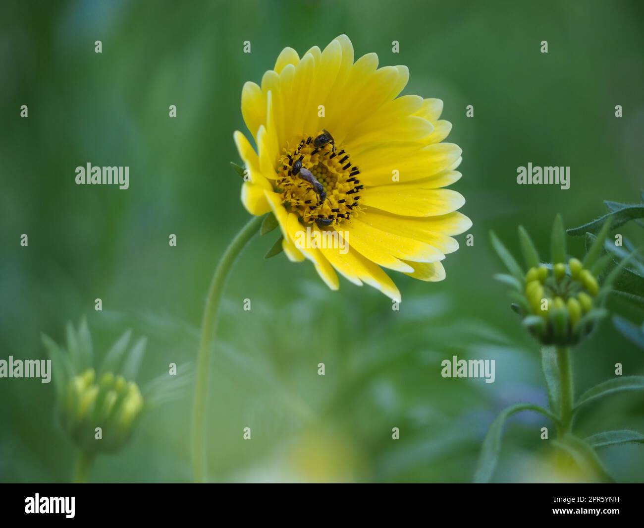 insects fetching nectar from flower Stock Photo - Alamy