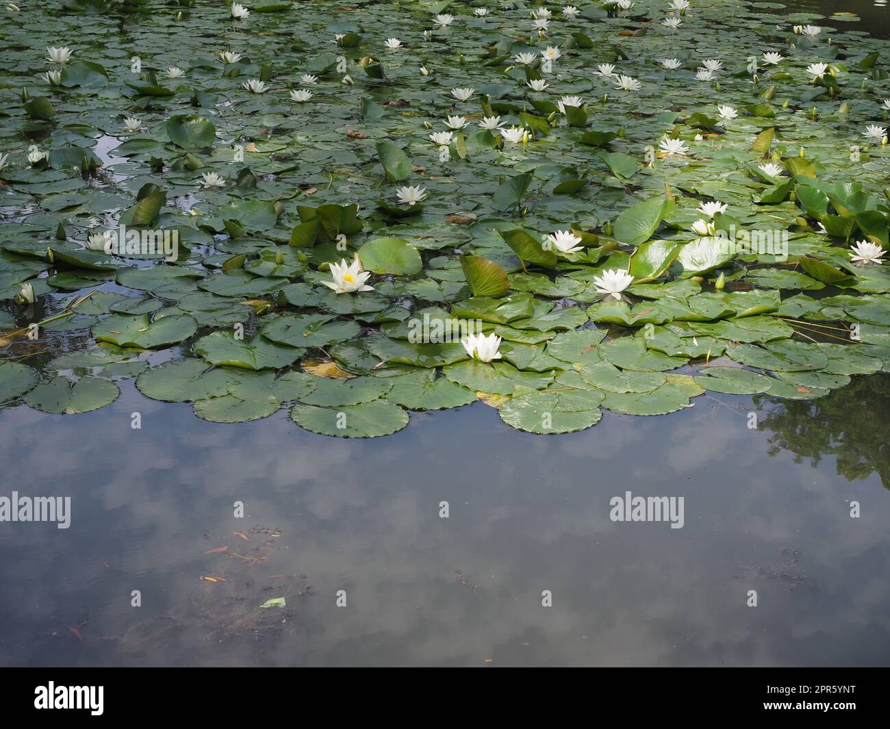water lily plant scient. name Nymphaea in a pond Stock Photo - Alamy