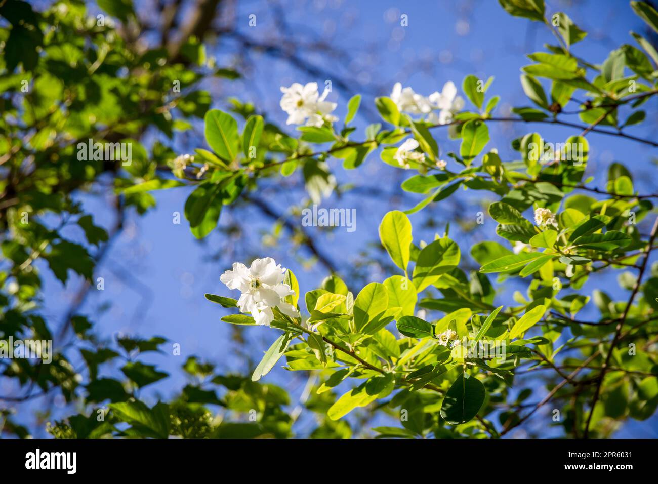 Mexican orange blossom in spring Stock Photo - Alamy