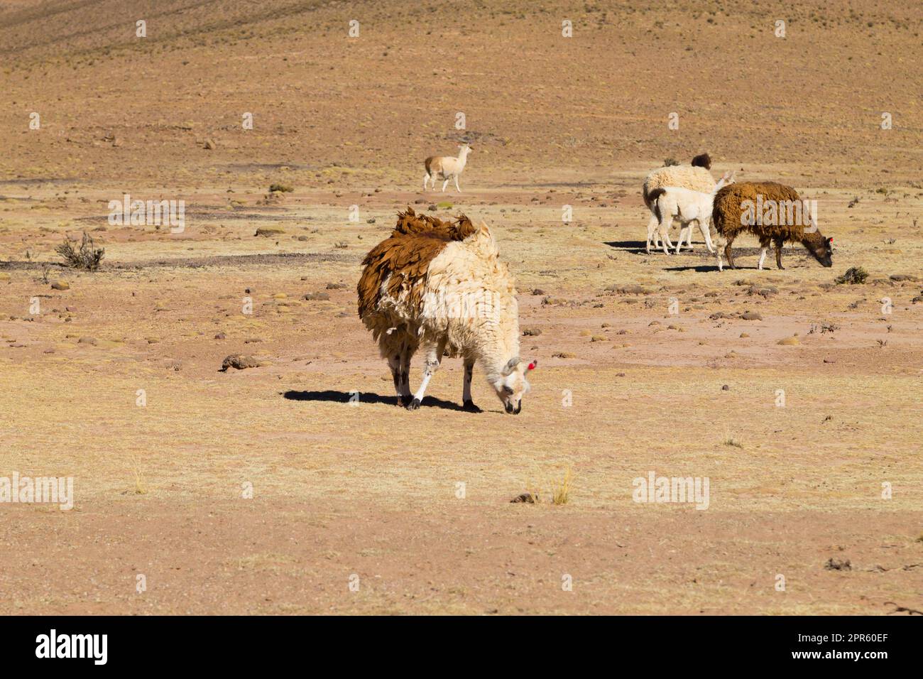Lama breeding hi-res stock photography and images - Alamy
