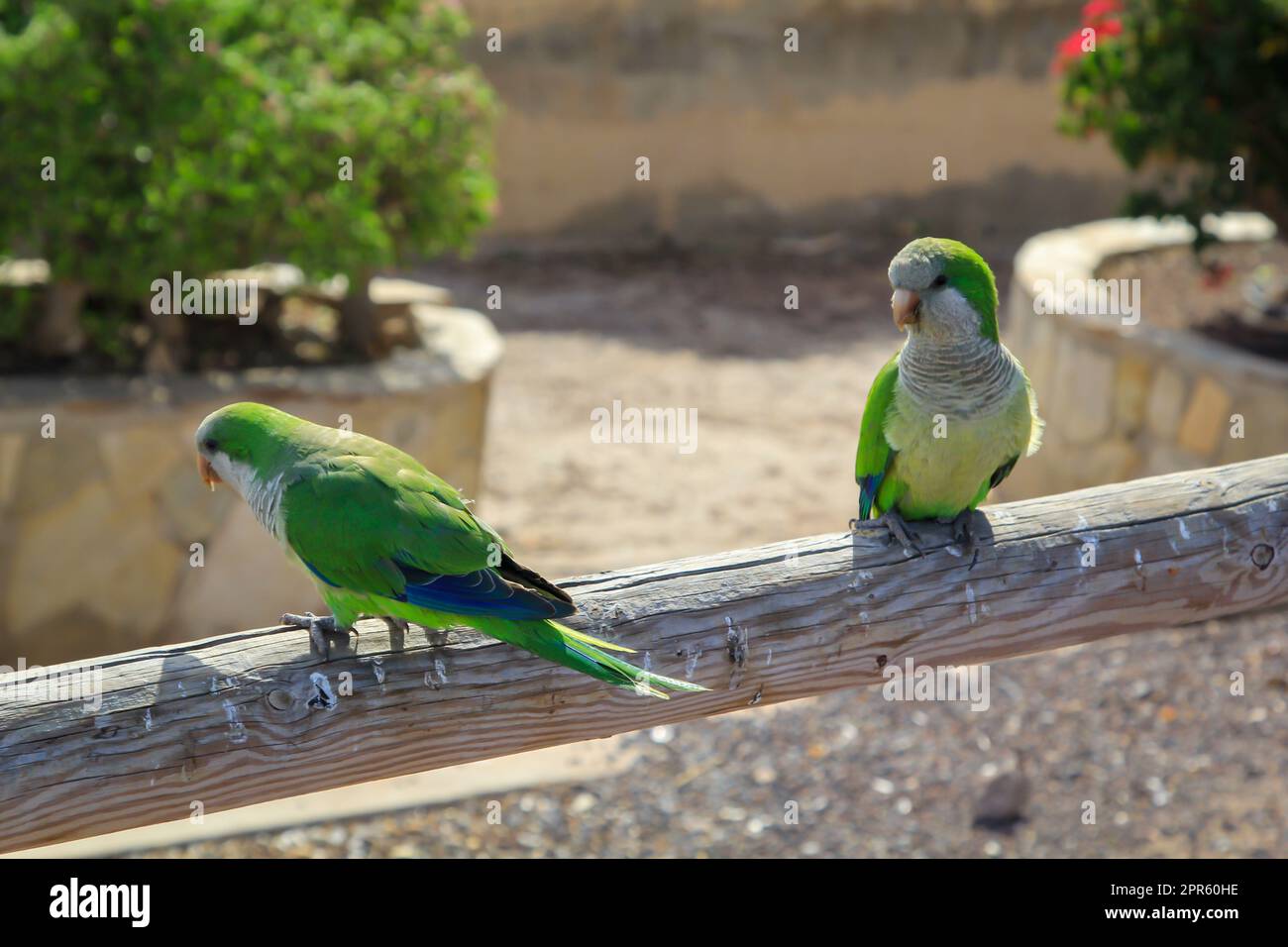 Rich parakeet hi-res stock photography and images - Alamy