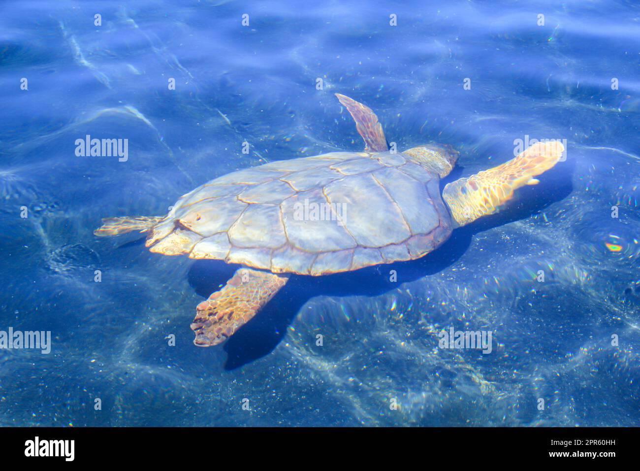 A picture of a protected sea turtle in the water. These turtles need ...