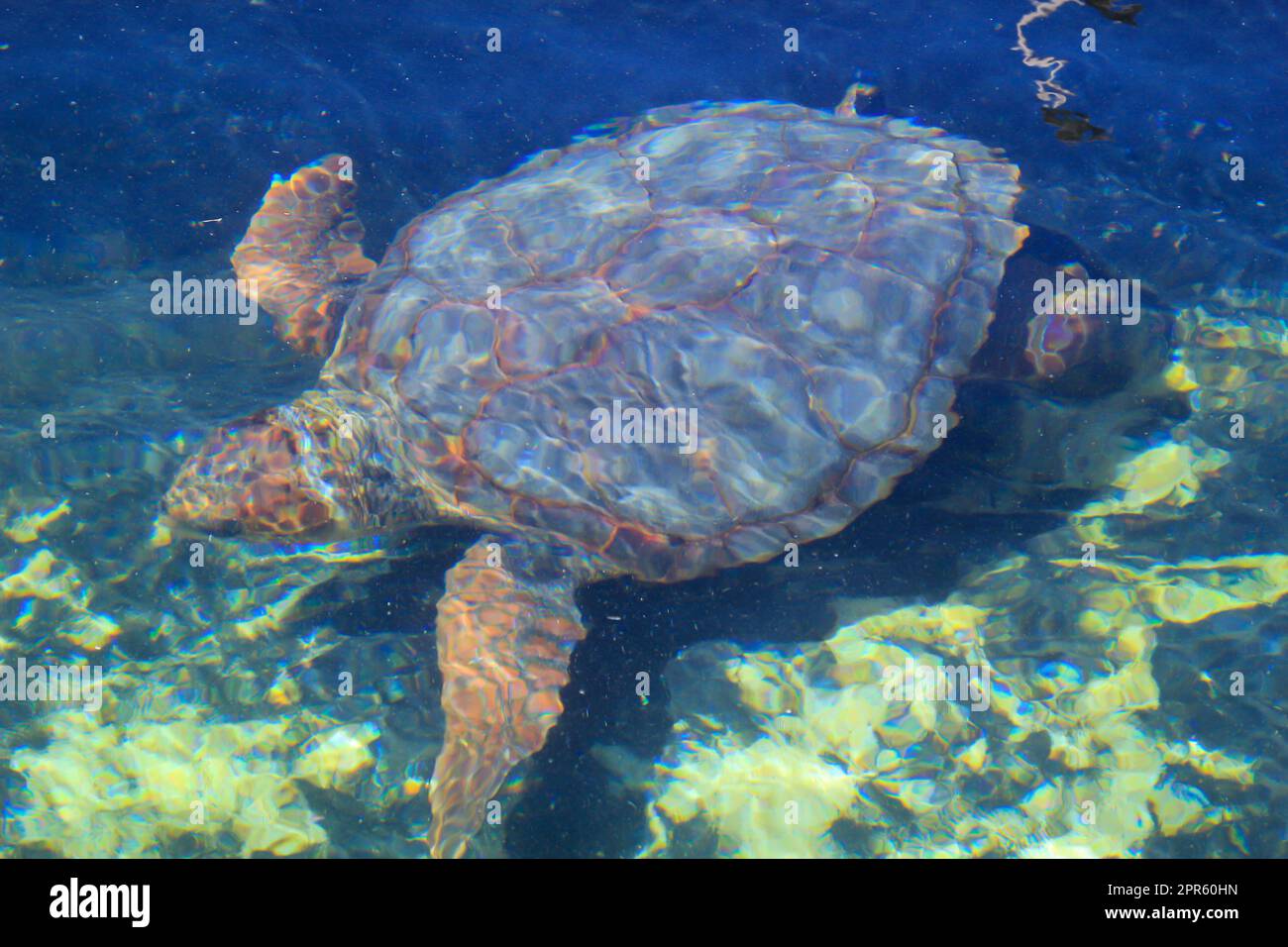 A picture of a protected sea turtle in the water. These turtles need ...