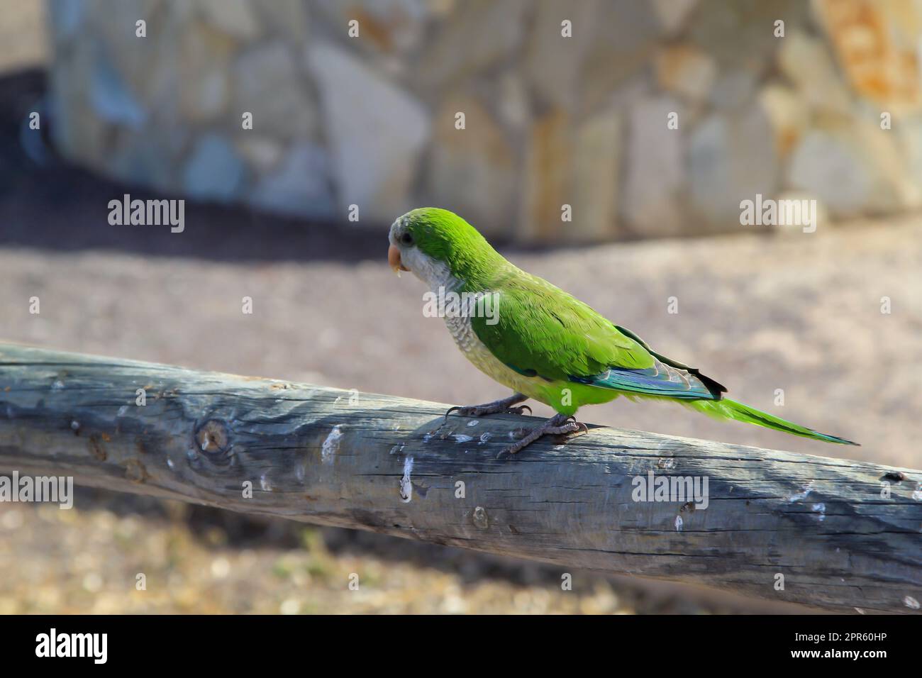 Rich parakeet hi-res stock photography and images - Alamy