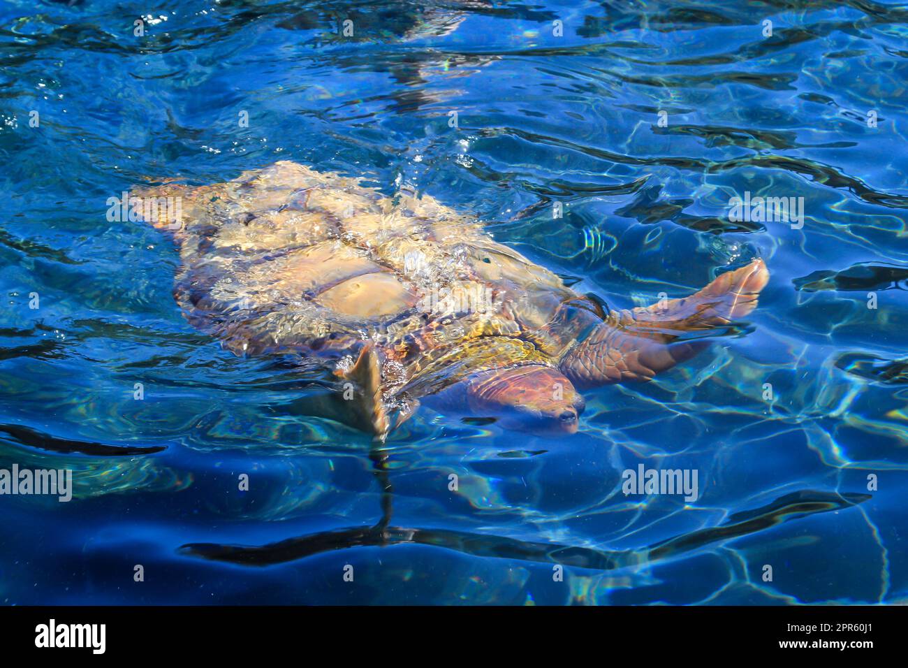 A picture of a protected sea turtle in the water. These turtles need ...