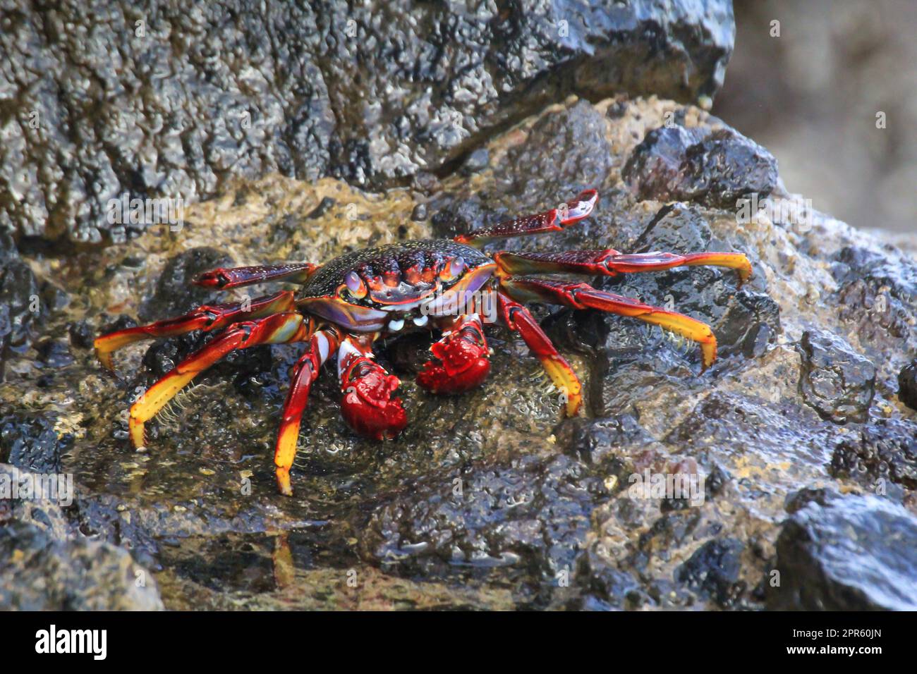 Red crab on a rock of the Canary Islands, Grapsus-grapsus adscensionis ...