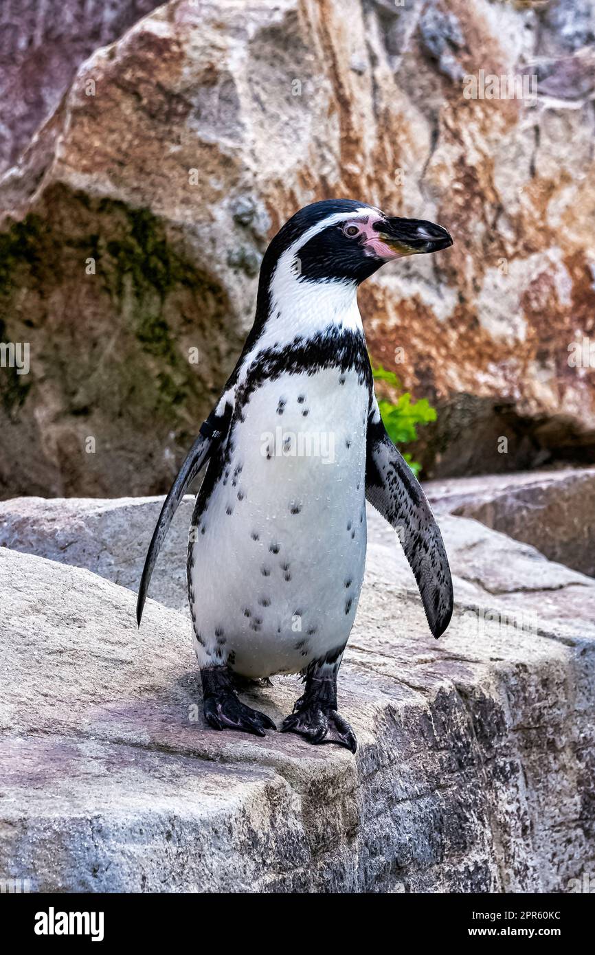 Humboldt penguin (Spheniscus humboldti) - Chile Stock Photo - Alamy