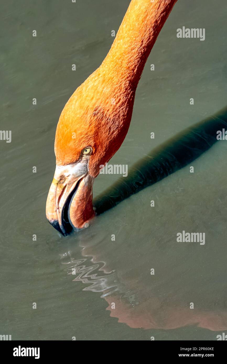 Phoenicopterus ruber known as American or Caribbean flamingo ...