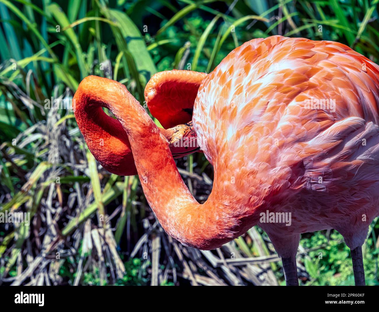 Phoenicopterus ruber known as American or Caribbean flamingo ...