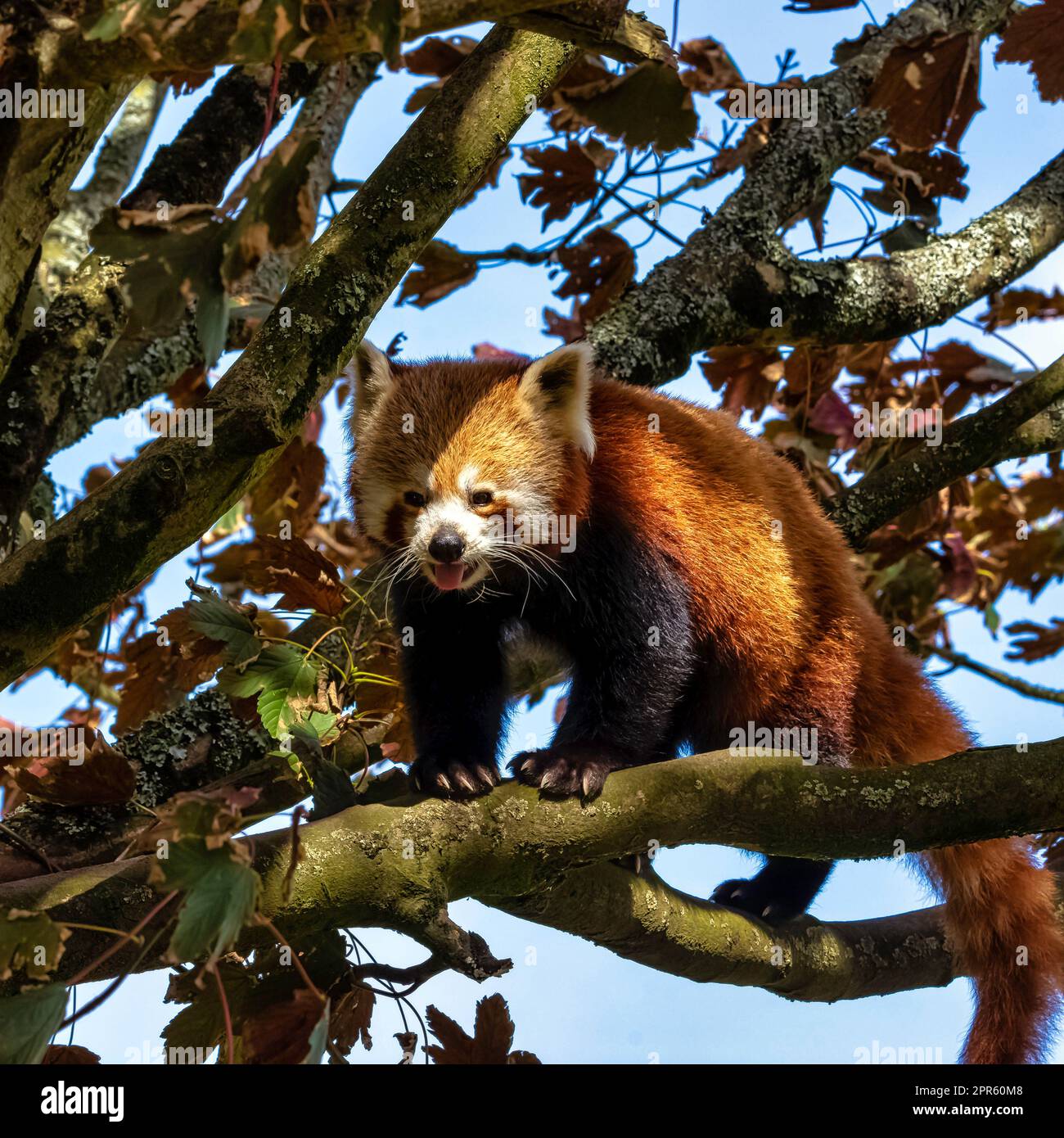 Red panda (Ailurus fulgens) known as lesser panda, the red bear-cat, or ...