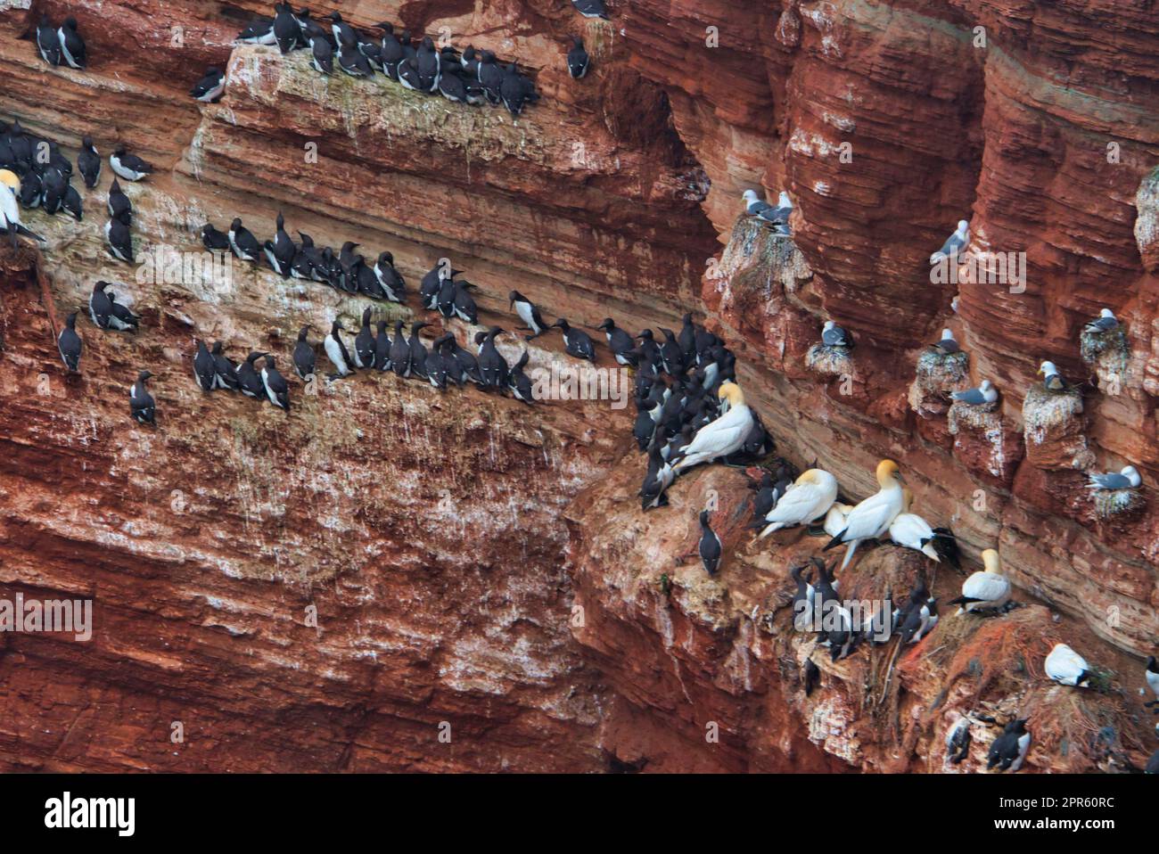 Heligoland wildlife hi-res stock photography and images - Alamy
