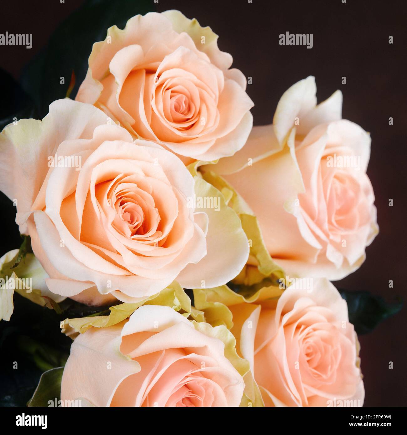 A bouquet of roses is beautiful, fresh, bright on a dark brown ...