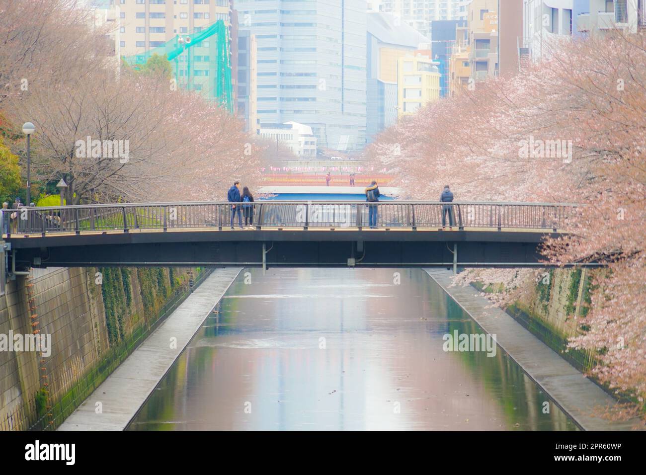 Sakura of Meguro River Stock Photo - Alamy