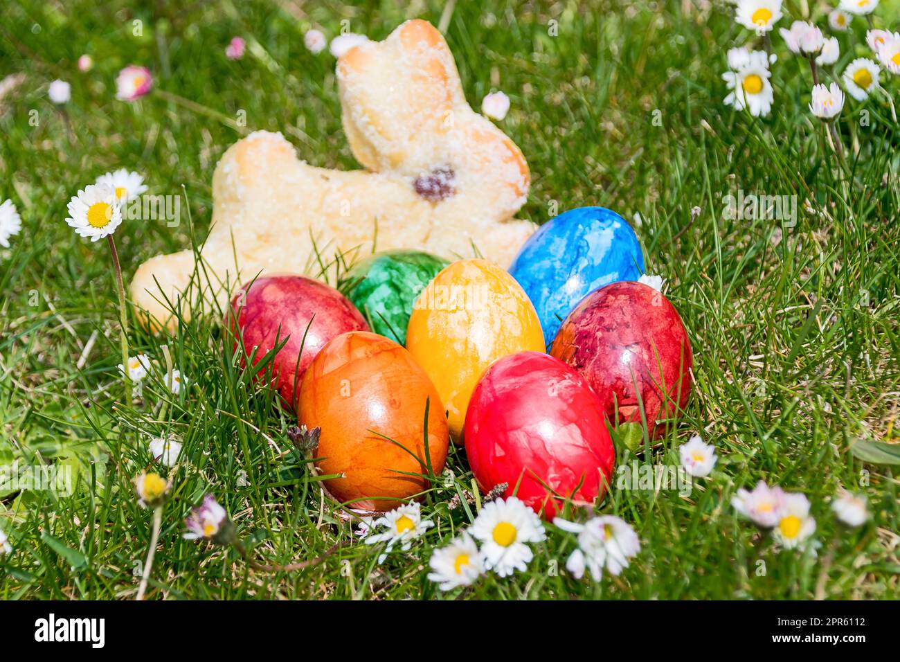 Colored Easter Eggs with biscuit easter bunny presented in the meadows ...