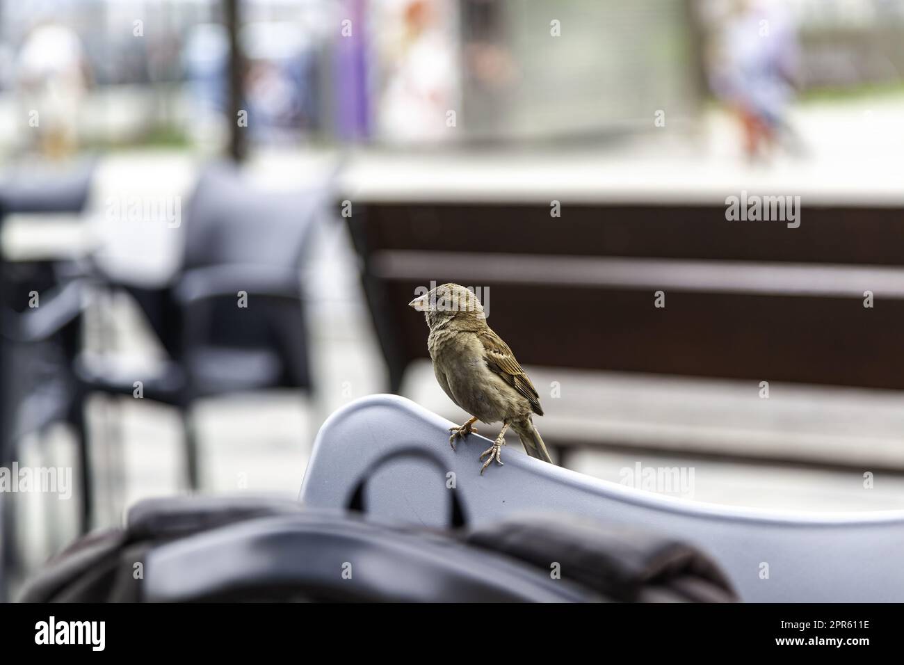 Chair wings hi-res stock photography and images - Alamy