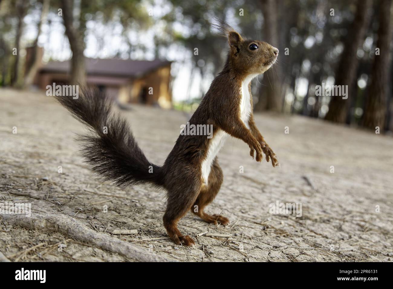 Squirrel standing in the forest Stock Photo - Alamy