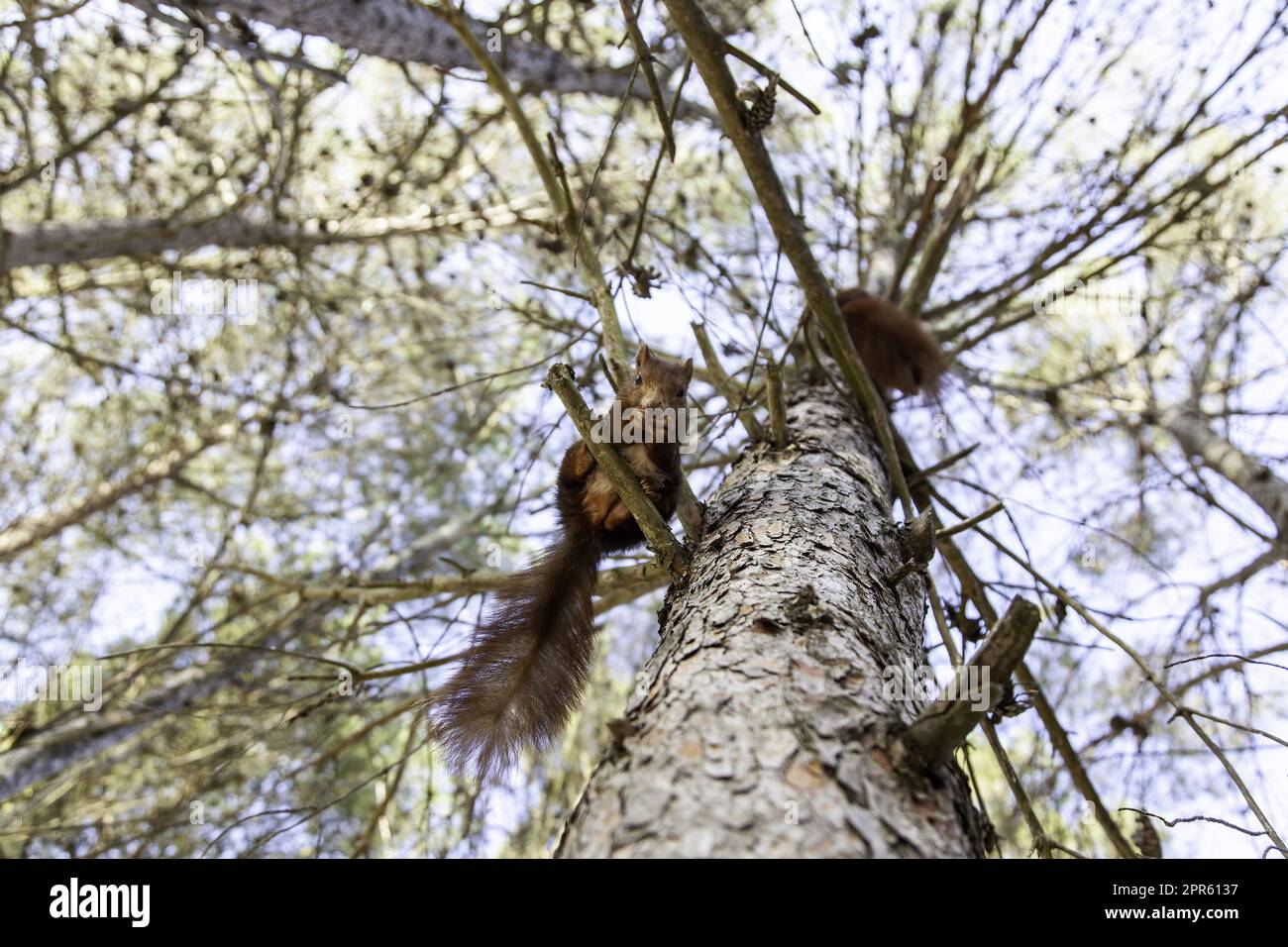 Feeding a squirrel Stock Photo - Alamy