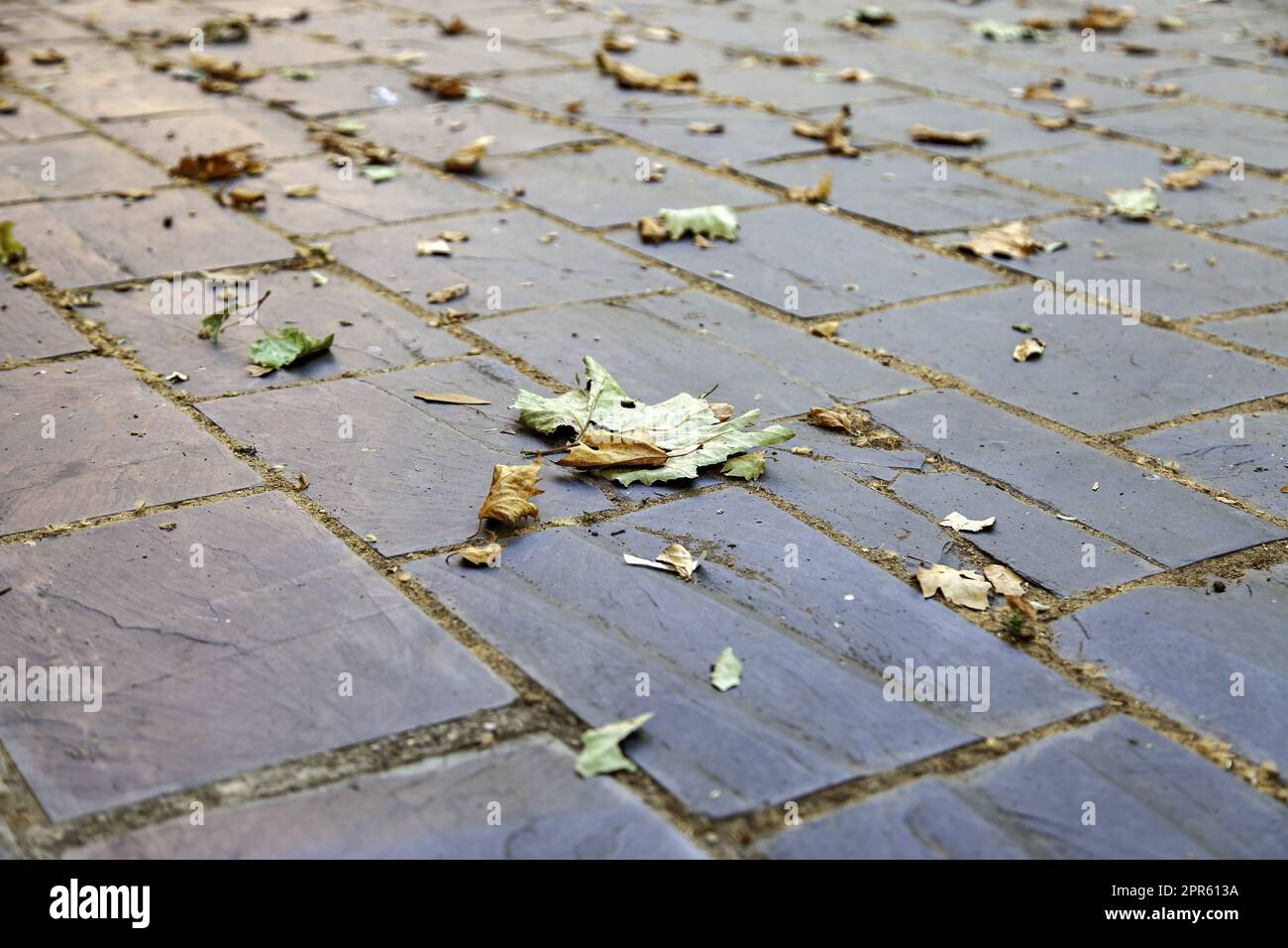 Dry leaves on slate floor Stock Photo - Alamy