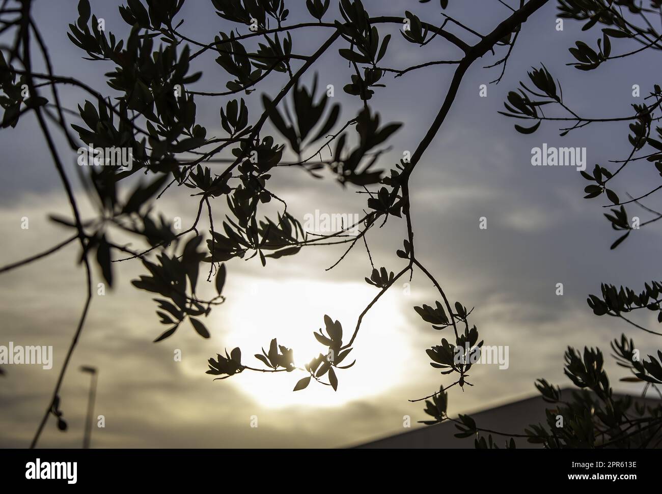 Backlit nature hi-res stock photography and images - Alamy