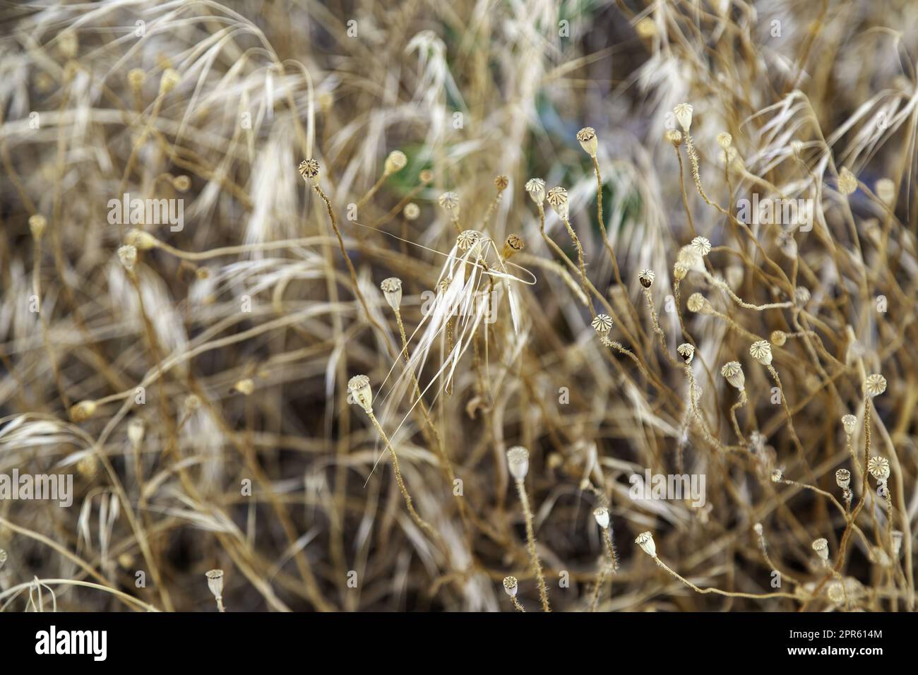 Spiked seed hi-res stock photography and images - Alamy