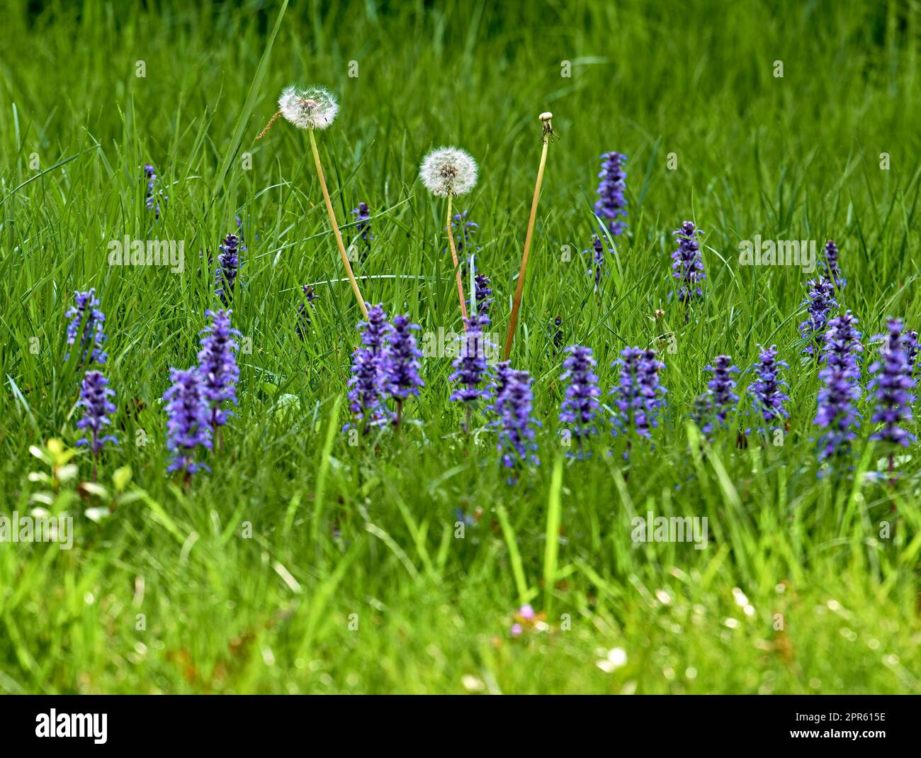 Ivy spreading ground hi-res stock photography and images - Alamy