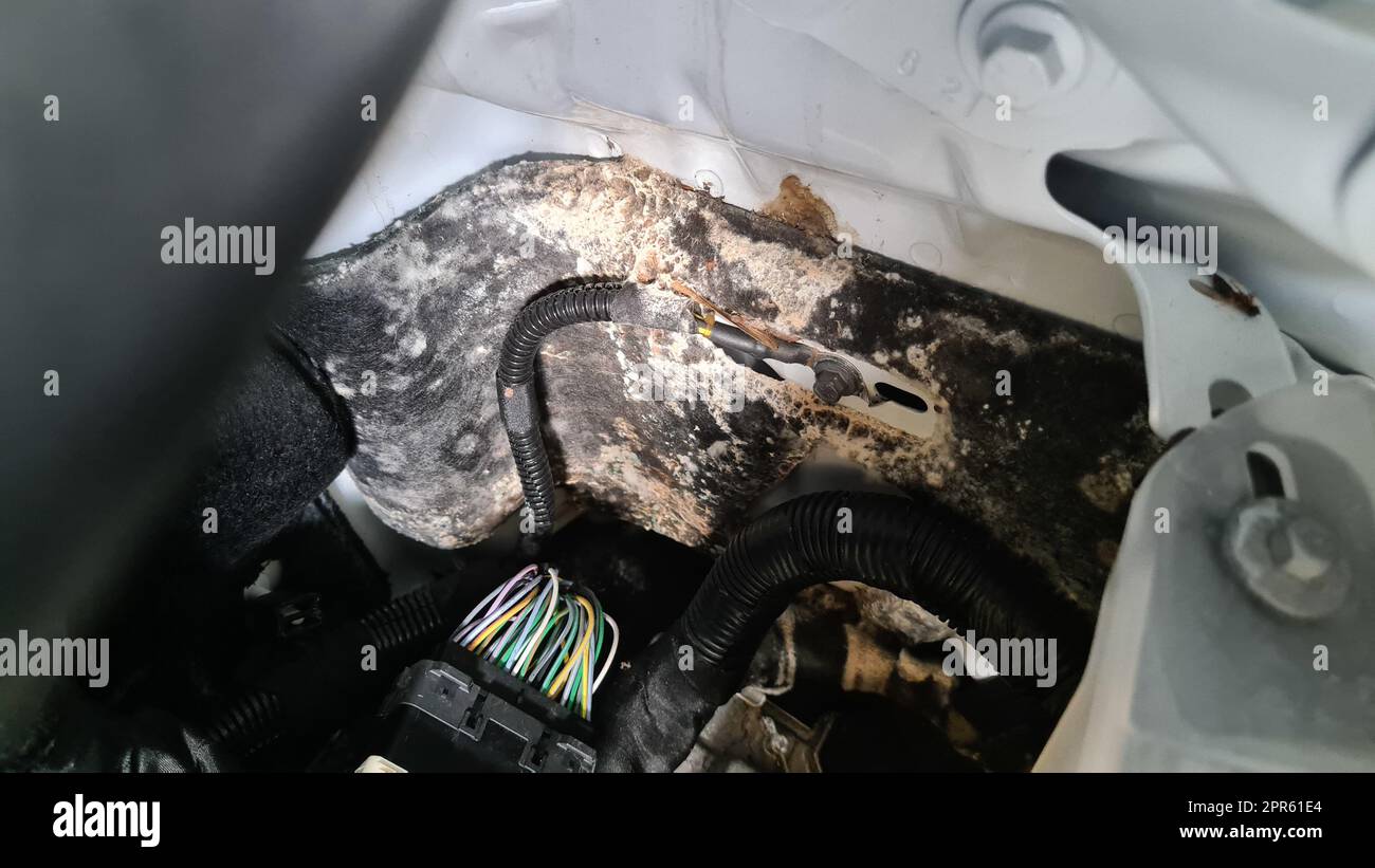 Mold in the engine compartment of an RV Stock Photo - Alamy