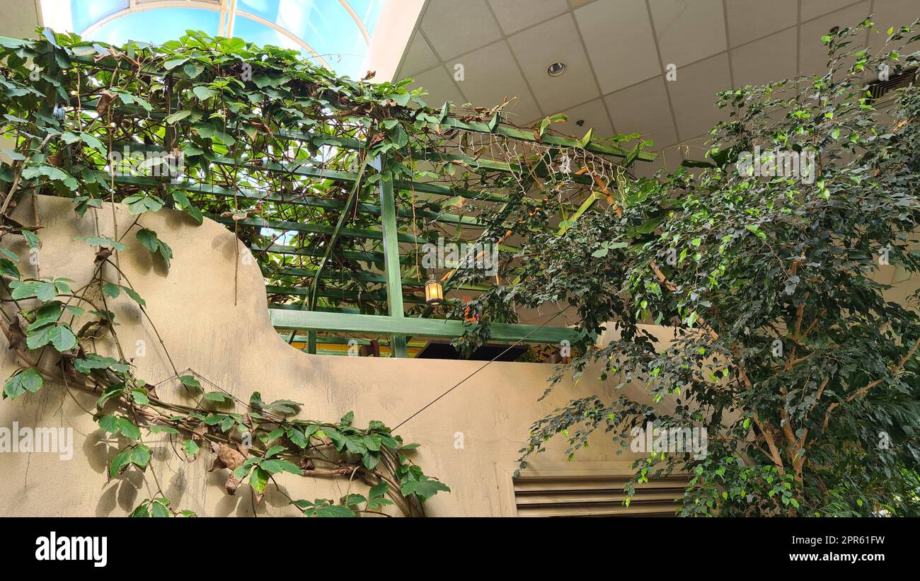 Tropical rainforest in Asia Stock Photo - Alamy