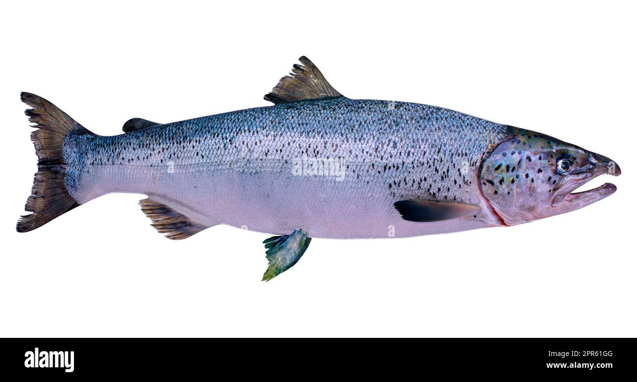 3D rendering of an Atlantic salmon or Salmo salar Linnaeus isolated on white background Stock ...