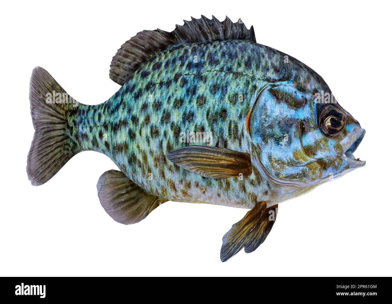 3D rendering of a bluegill fish or Lepomis macrochirus isolated on ...