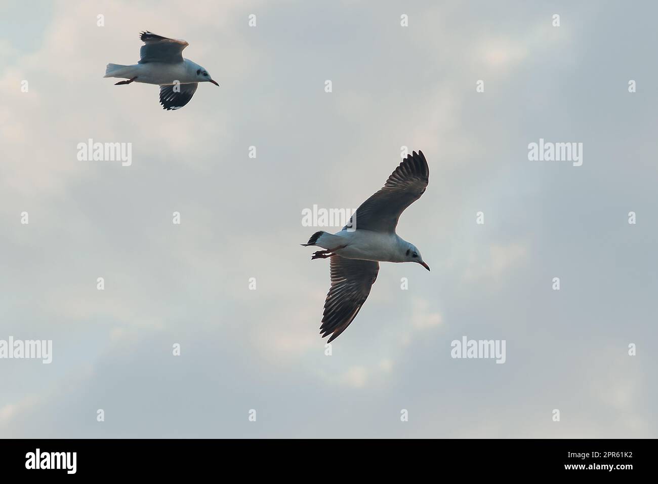 Flying sea gull on sky hi-res stock photography and images - Alamy