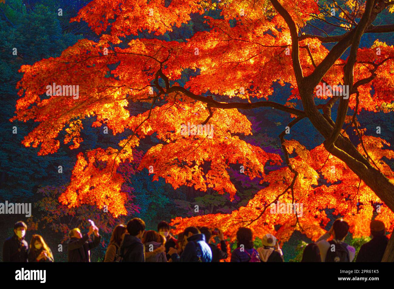 Autumn leaves of Koishikawa paradise Stock Photo - Alamy
