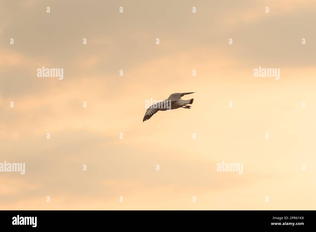 Brown headed gull flying hi-res stock photography and images - Alamy