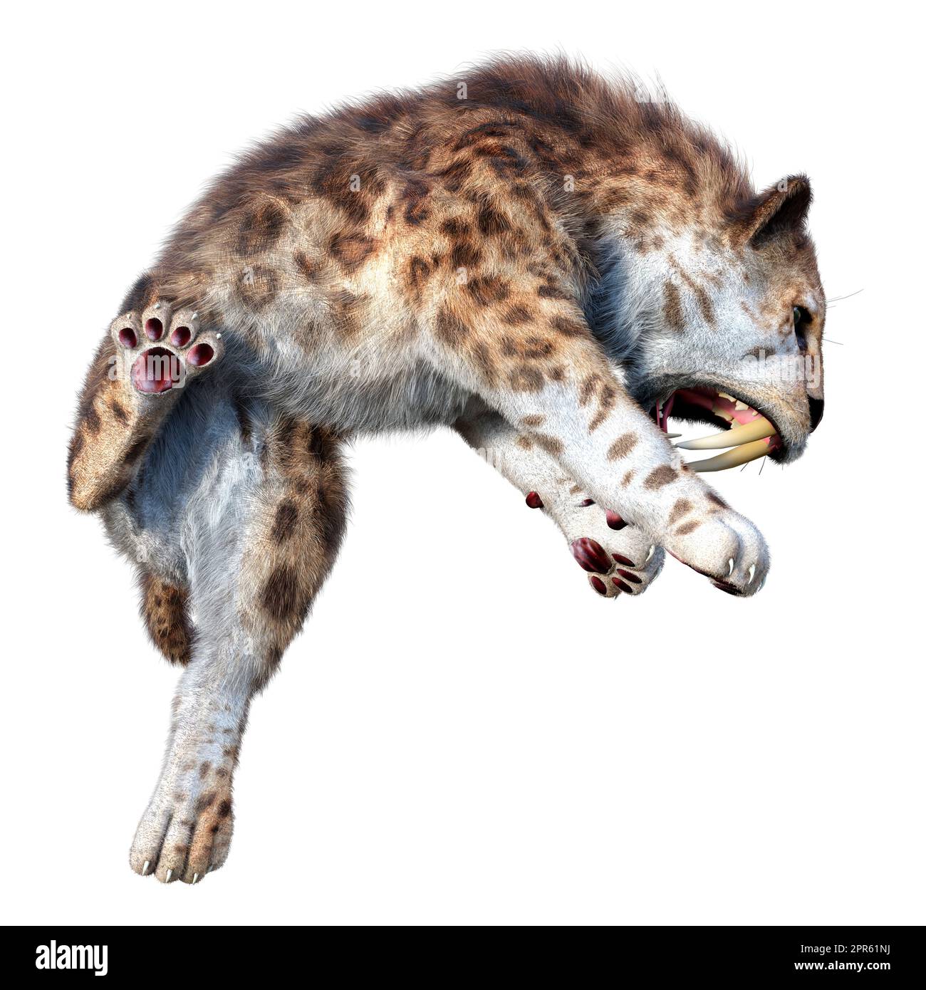 3D rendering of a sabertooth tiger isolated on white background Stock ...