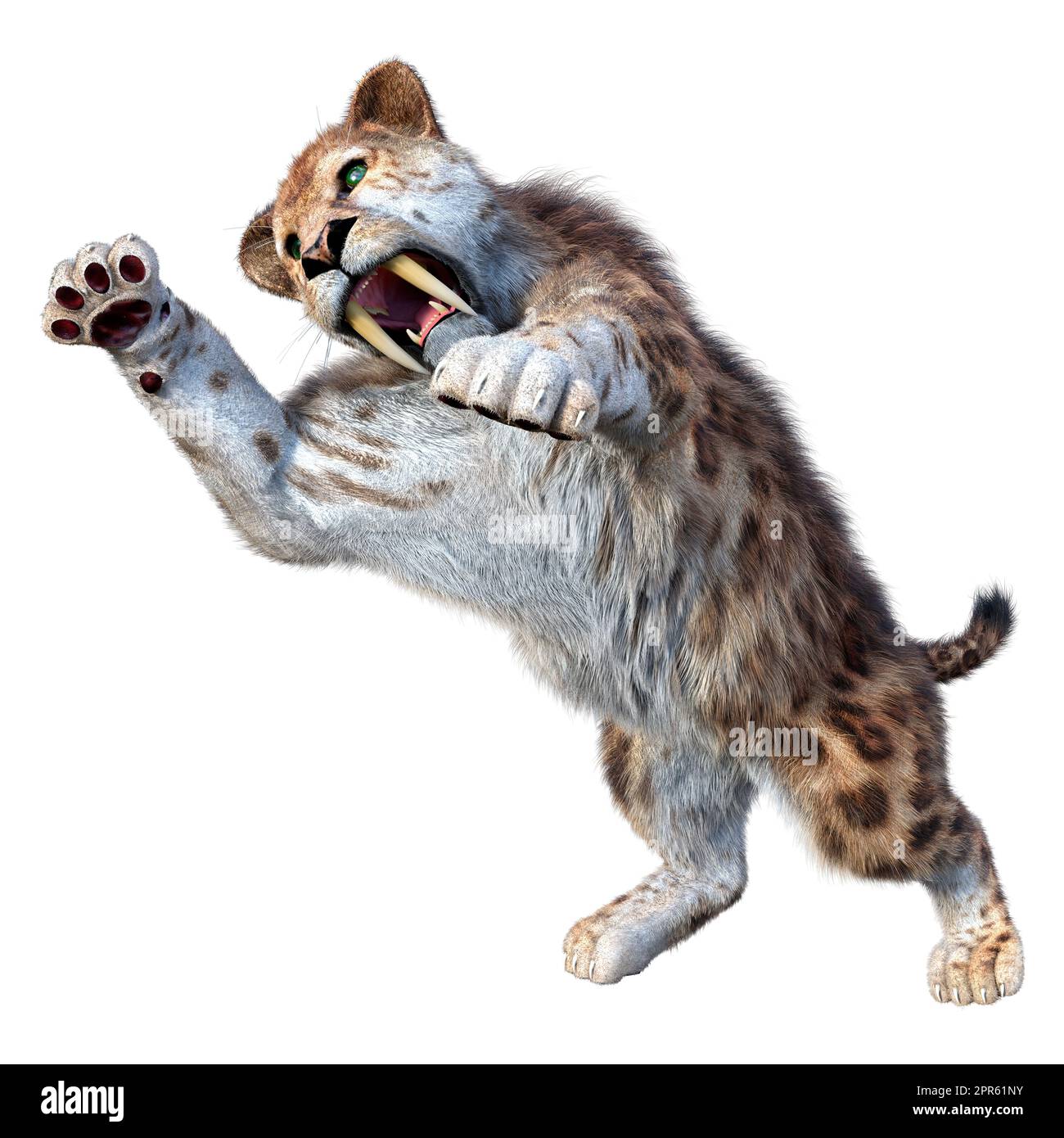 3D rendering of a sabertooth tiger isolated on white background Stock ...