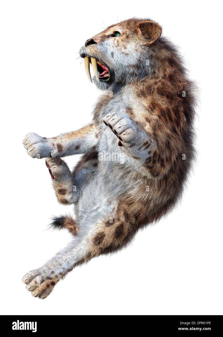 3D rendering of a sabertooth tiger isolated on white background Stock ...