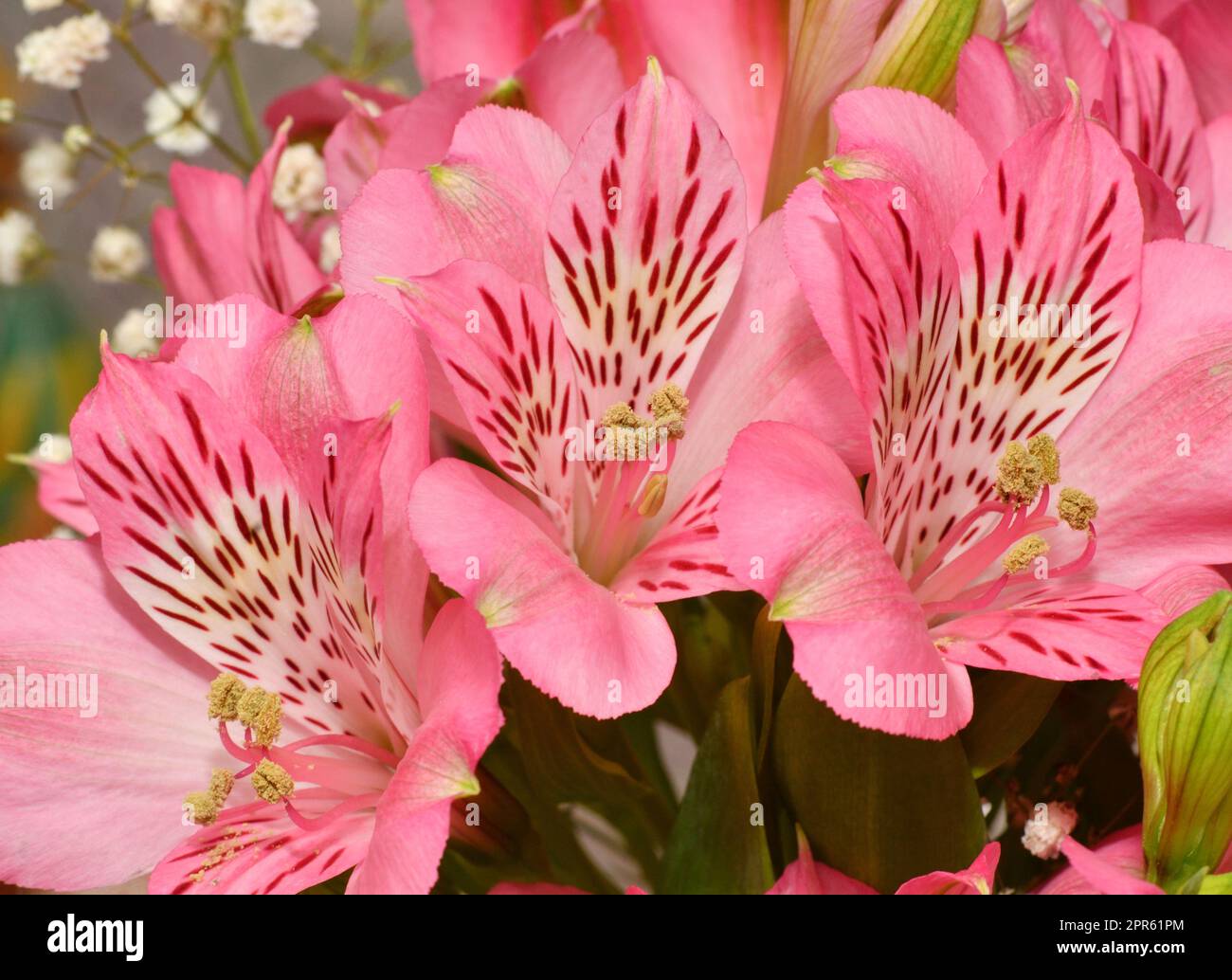 Flower Peruvian lily Alstroemeria (Latin Alstroemeria Stock Photo - Alamy
