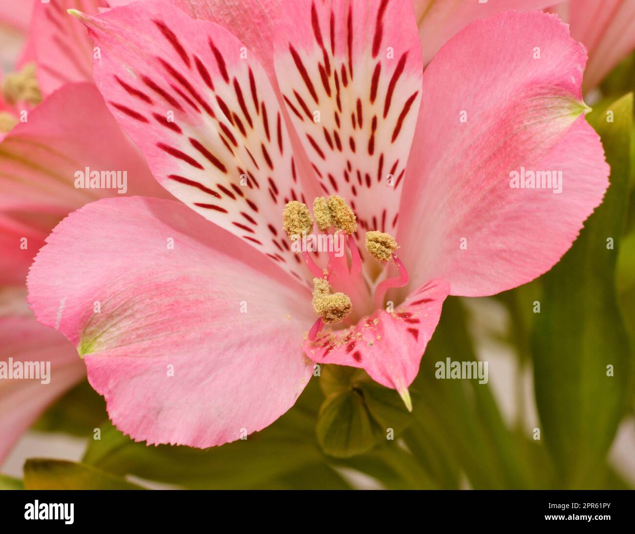 Flower Peruvian lily Alstroemeria (Latin Alstroemeria Stock Photo - Alamy