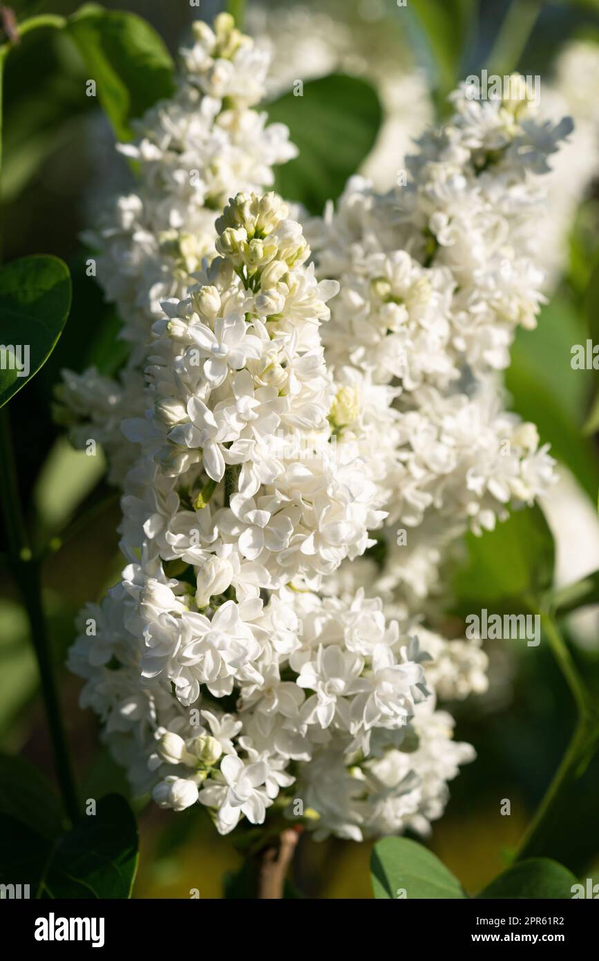 Common Lilac, Syringa vulgaris Stock Photo - Alamy