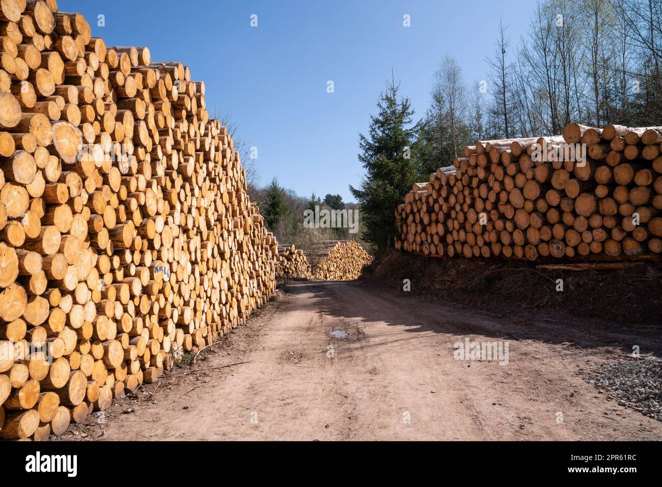 Forestry, log piles and footpath Stock Photo - Alamy