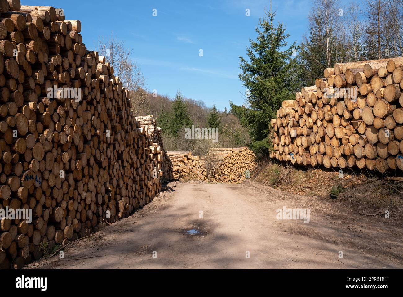 Forestry, log piles and footpath Stock Photo - Alamy