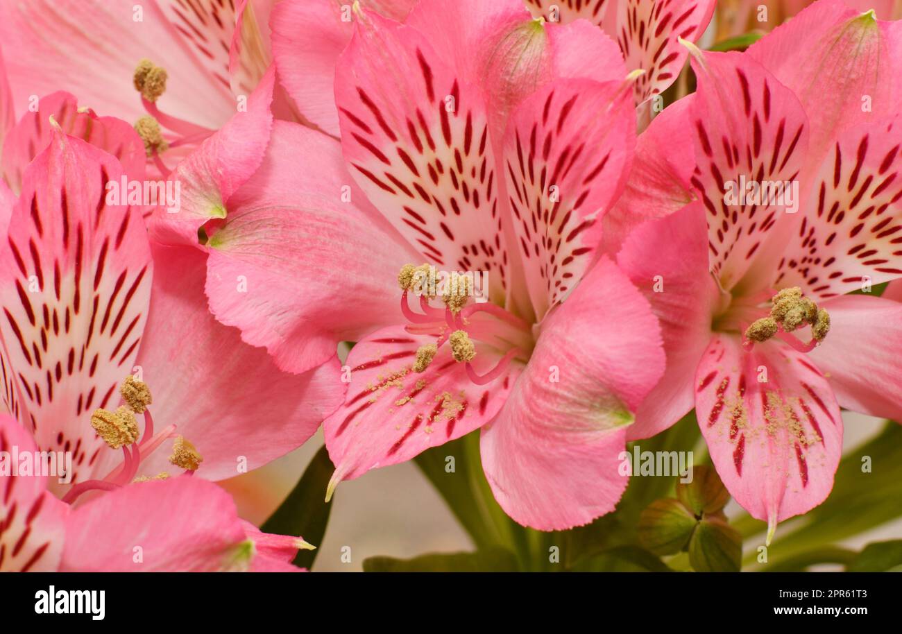 Flower Peruvian lily Alstroemeria (Latin Alstroemeria Stock Photo - Alamy